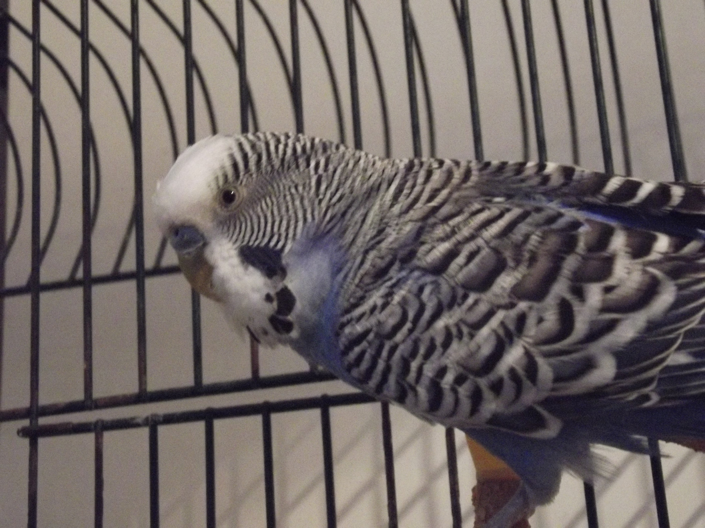 Bubi Foto & Bild | tiere, haustiere, vögel Bilder auf fotocommunity