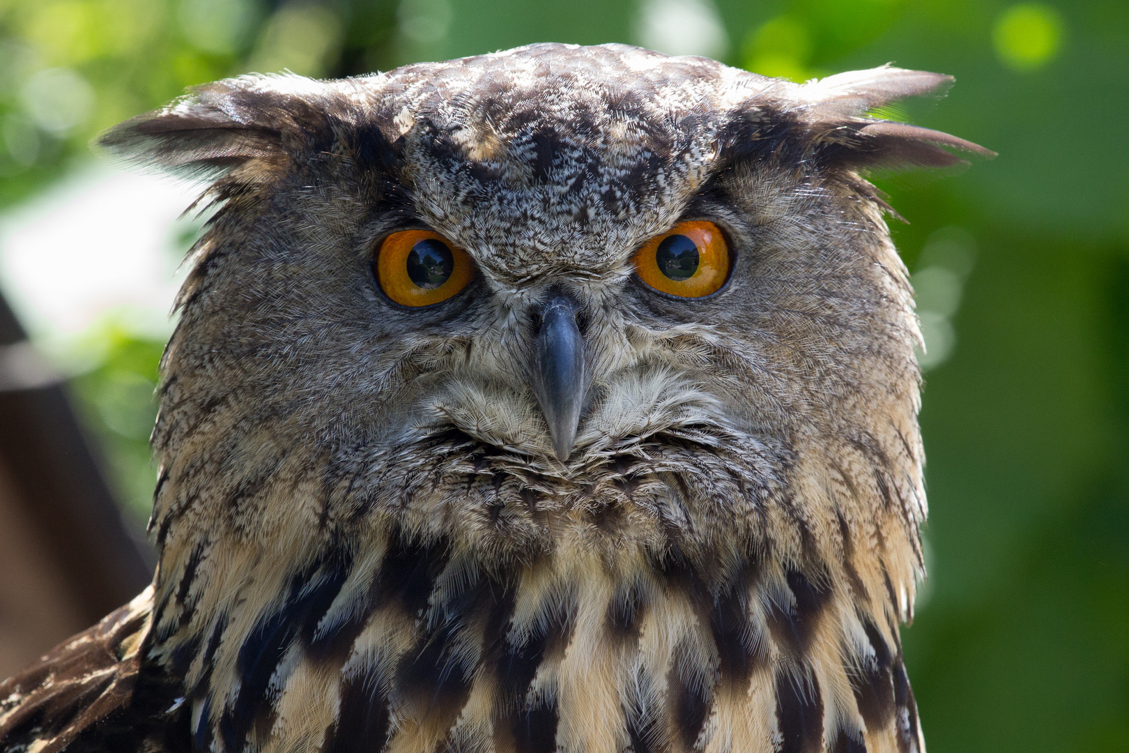 Bubo bubo Foto & Bild | tiere, zoo, wildpark & falknerei, vögel Bilder ...