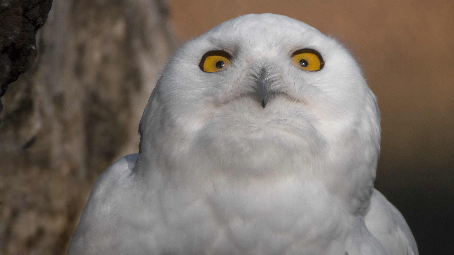 BUBO SCANDIACUS (2) Foto & Bild | natur, zoo, tiere Bilder auf fotocommunity