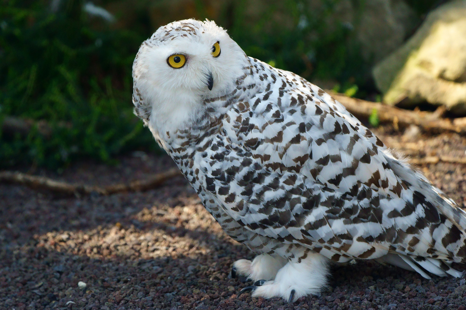 Bubo scandiacus - Schnee-Eule Foto & Bild | fotos, outdoor, natur ...