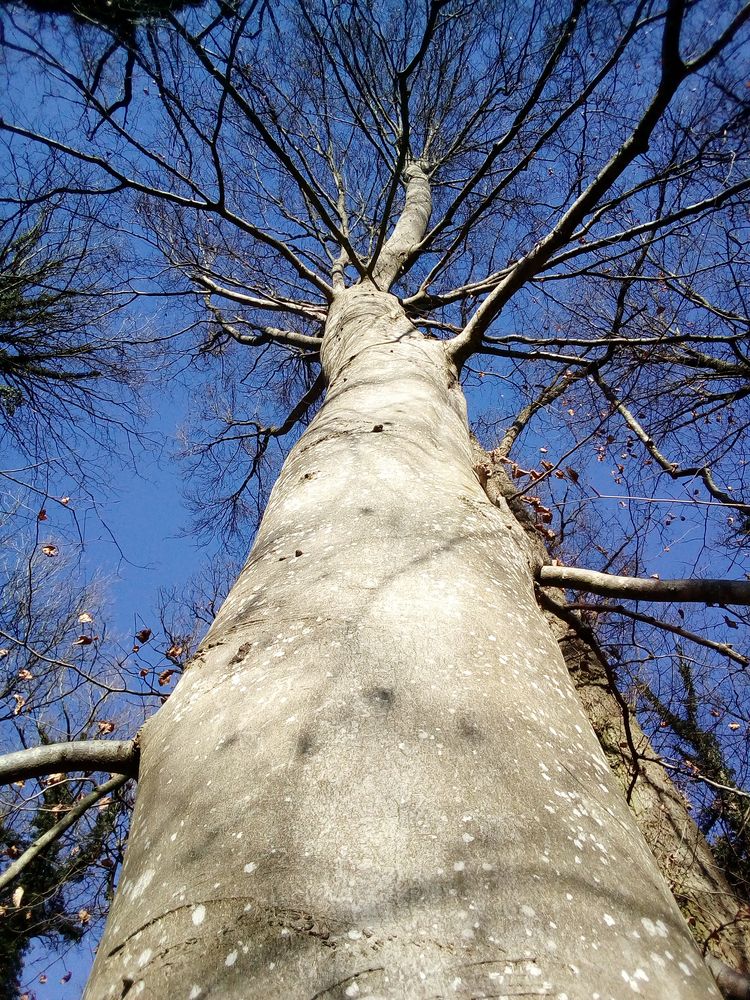 Buche Foto & Bild | natur Bilder auf fotocommunity