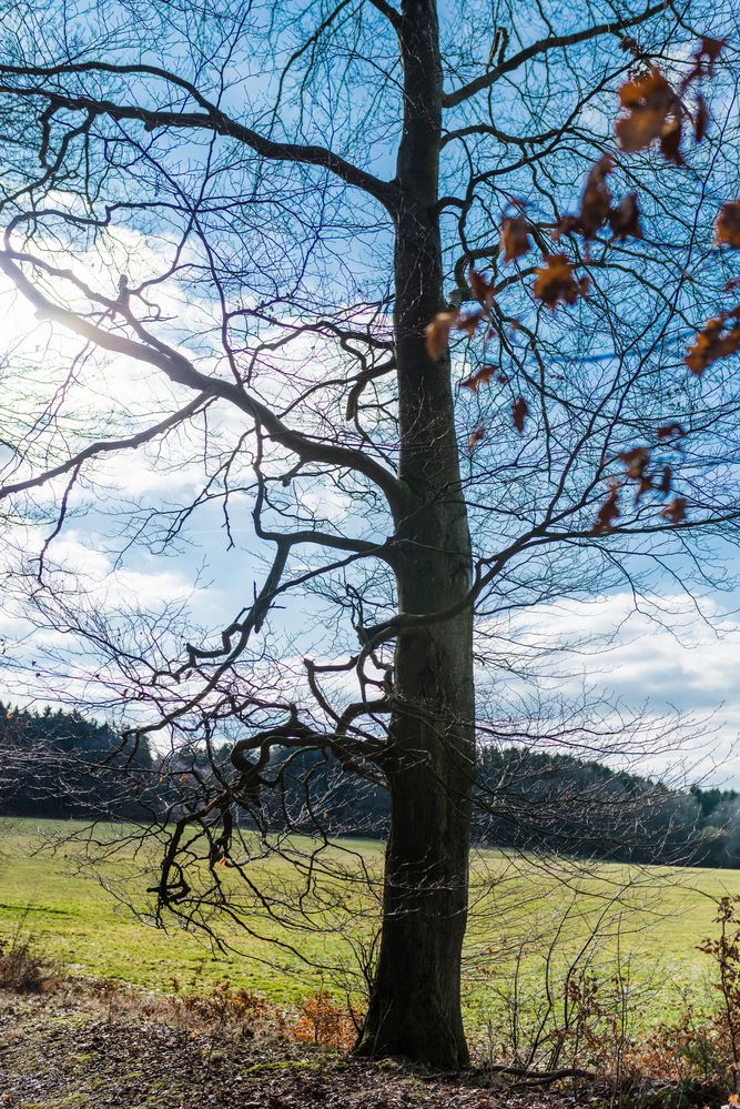Buche im Gegenlicht Foto & Bild | bäume, winter, baum Bilder auf fotocommunity