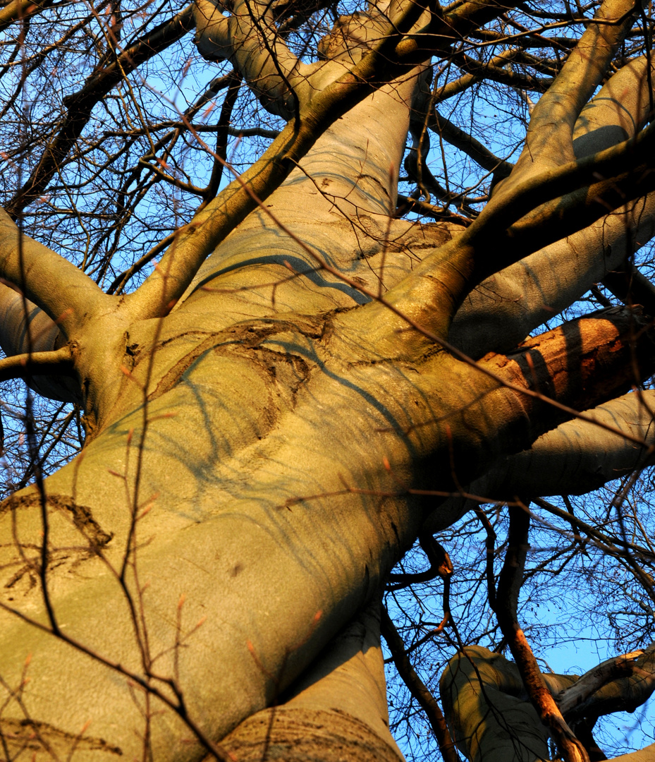 Buche mit Drehwuchs Foto & Bild | landschaft, wald, natur Bilder auf ...