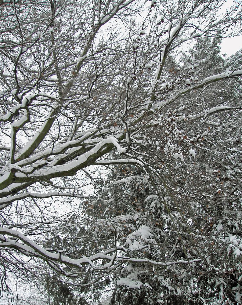 Buche unter Schneelast Foto & Bild | jahreszeiten, winter, natur Bilder auf fotocommunity