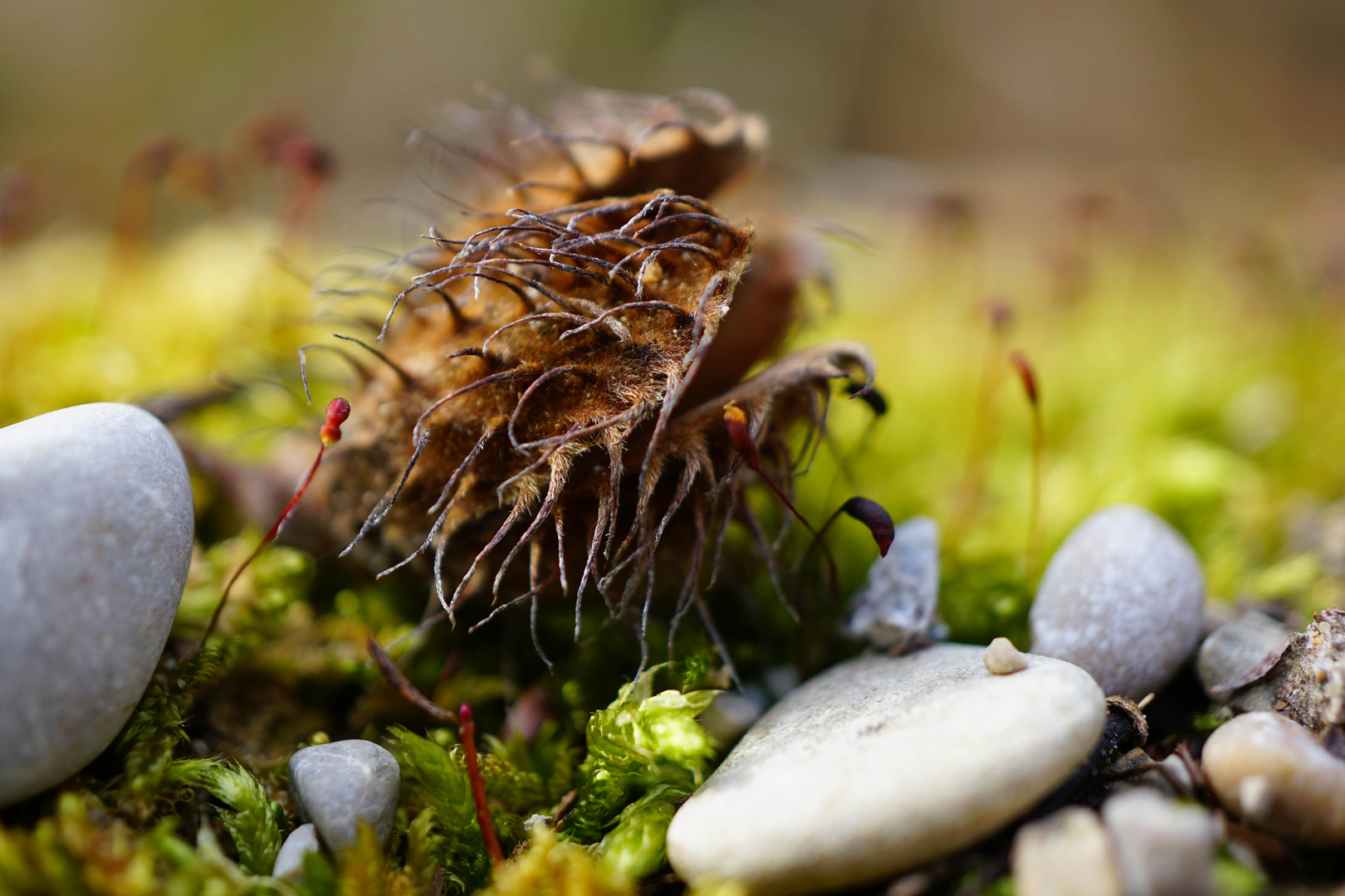 Buchecker im Moos Foto & Bild | wald, natur, landschaft Bilder auf ...
