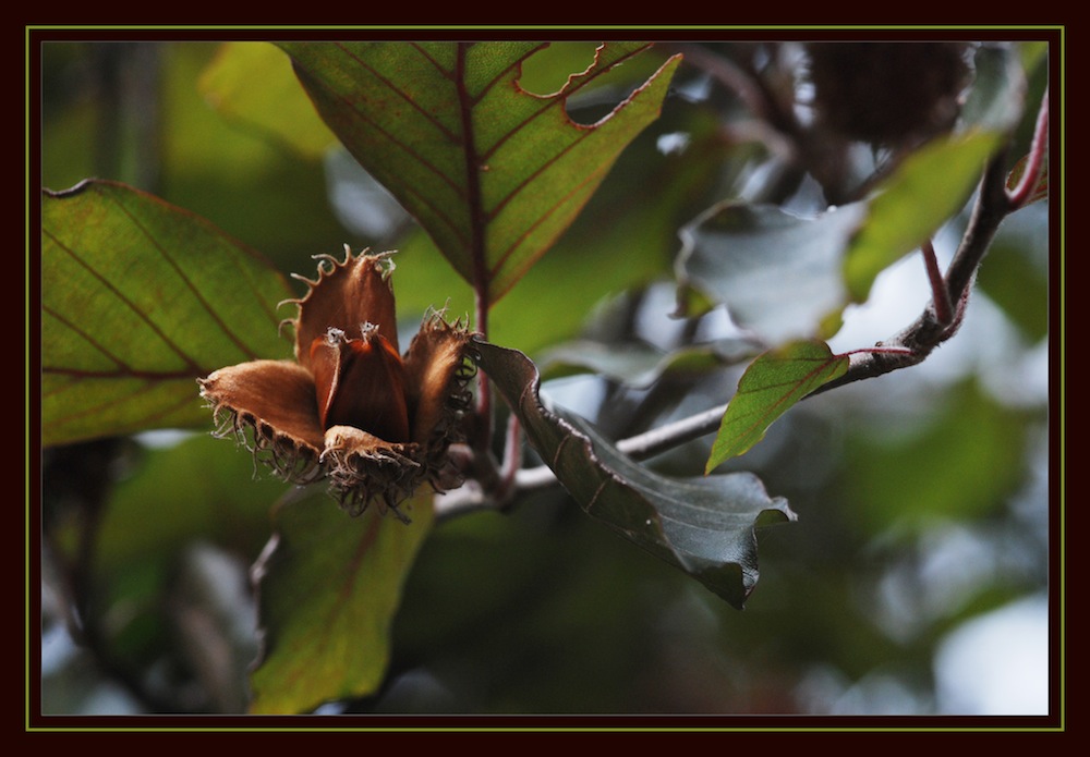 Buchecker, Sie sind raus. Foto & Bild | pflanzen, pilze & flechten ...