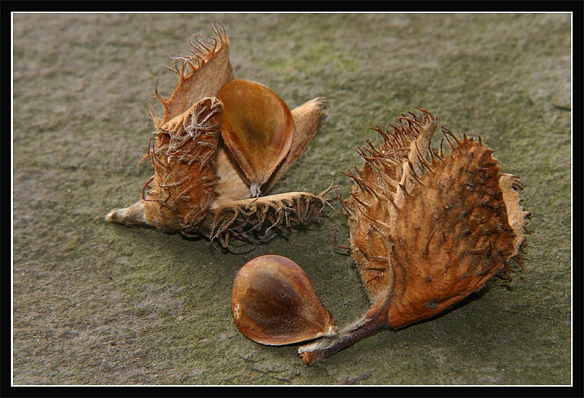 Bucheckern Foto & Bild | nah- & makro, techniken, aufnahme-techniken ...