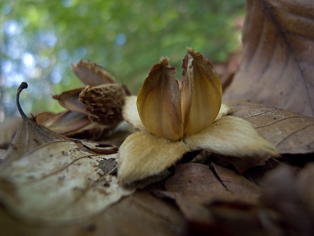 Bucheckern Foto & Bild | pflanzen, pilze & flechten, bäume, blatt ...