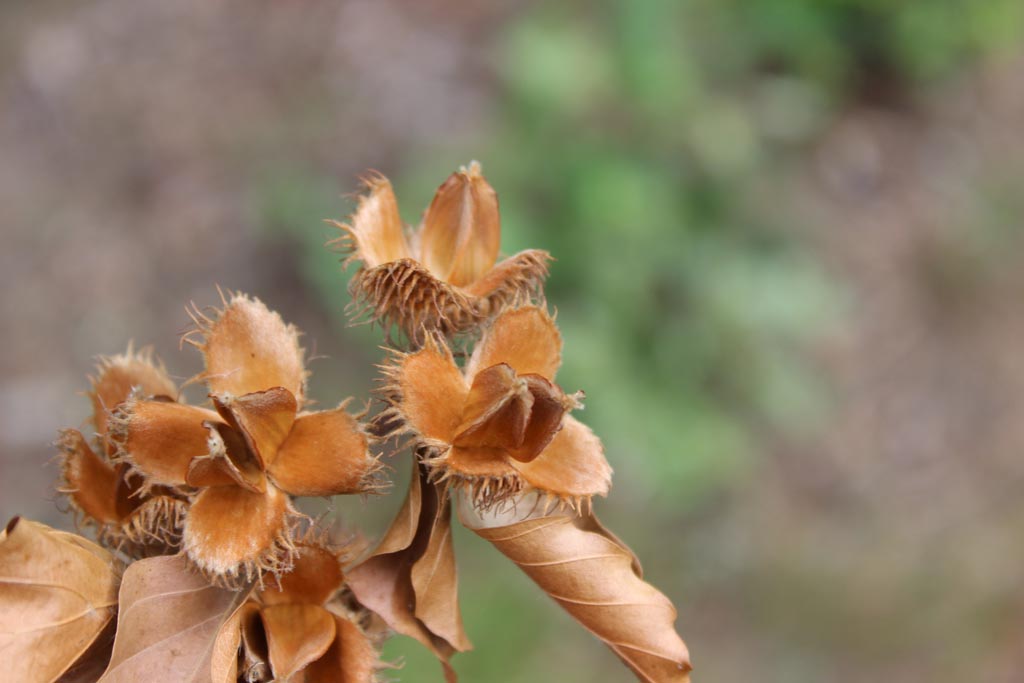 Bucheckern Foto & Bild | pflanzen, samen, pflanzen, samen Bilder auf ...