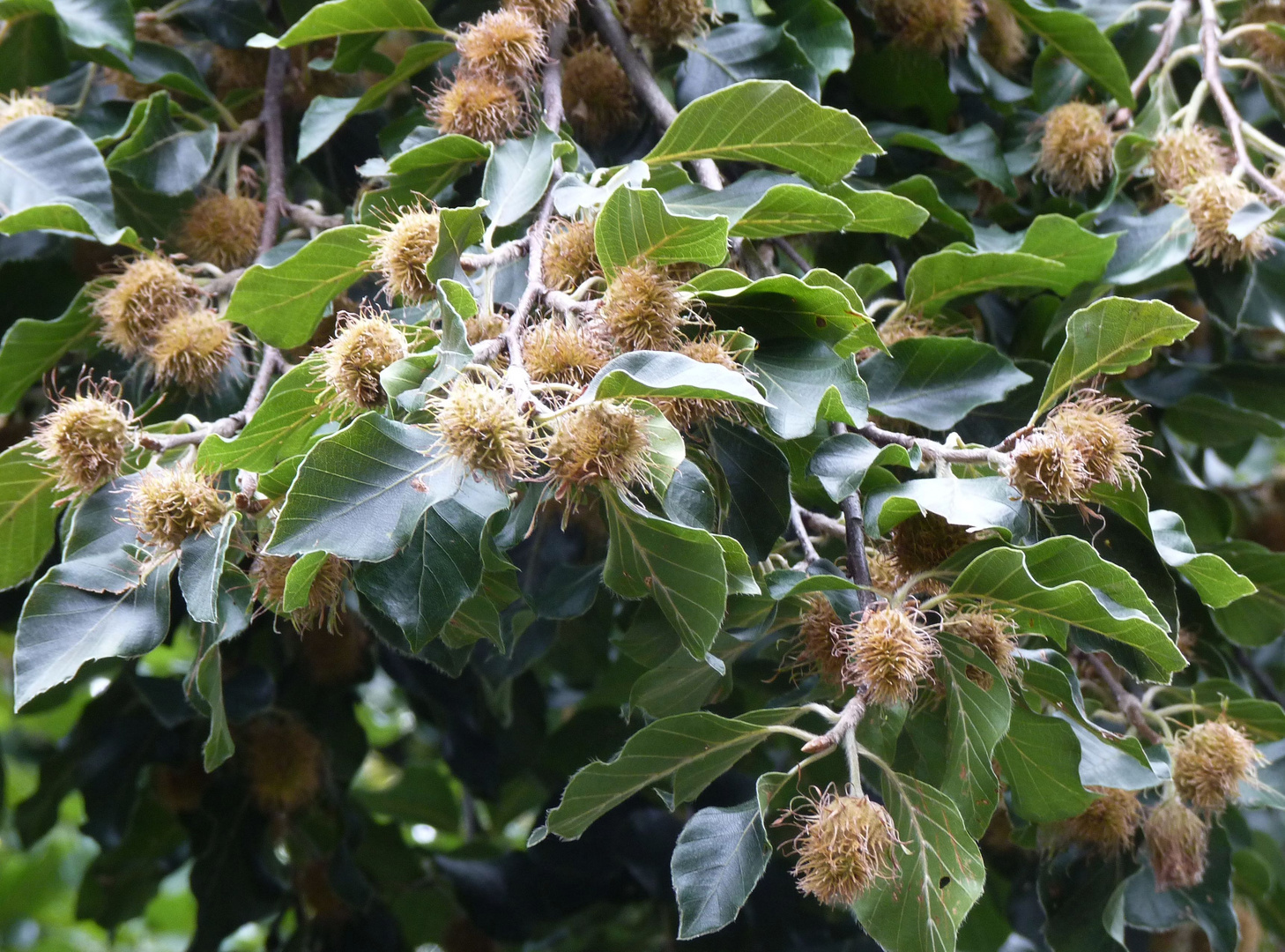 Bucheckern fast reif Foto & Bild | pflanzen, pilze & flechten, bäume ...