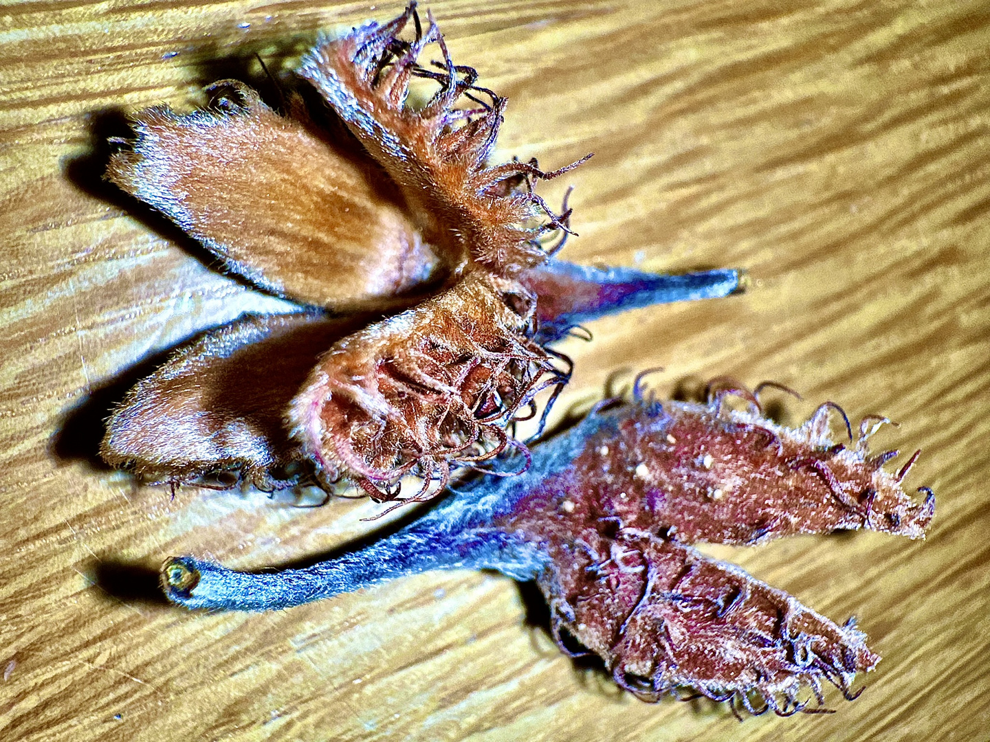 Bucheckern-Makro Foto & Bild | nah- & makro, pflanzen, pilze & flechten ...