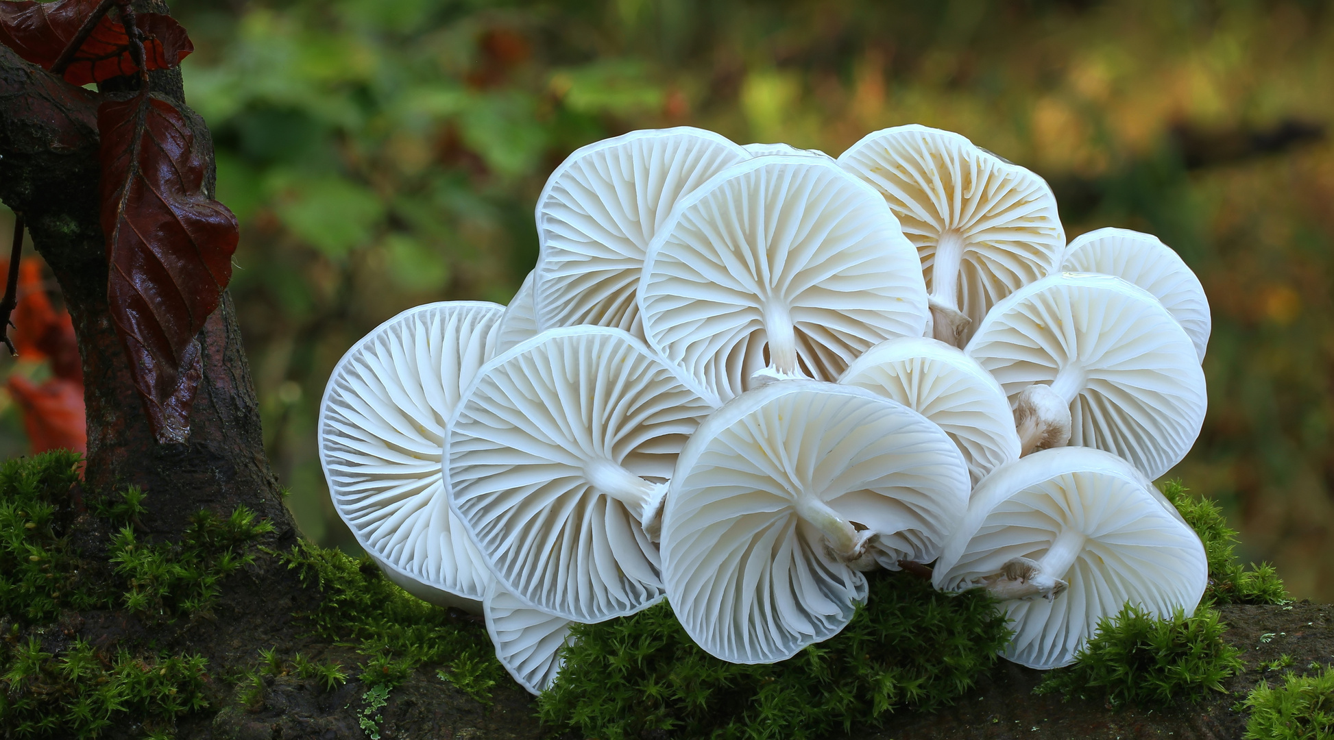 Buchen Schleimrübling (Oudemansiella mucida) Foto & Bild | pflanzen ...