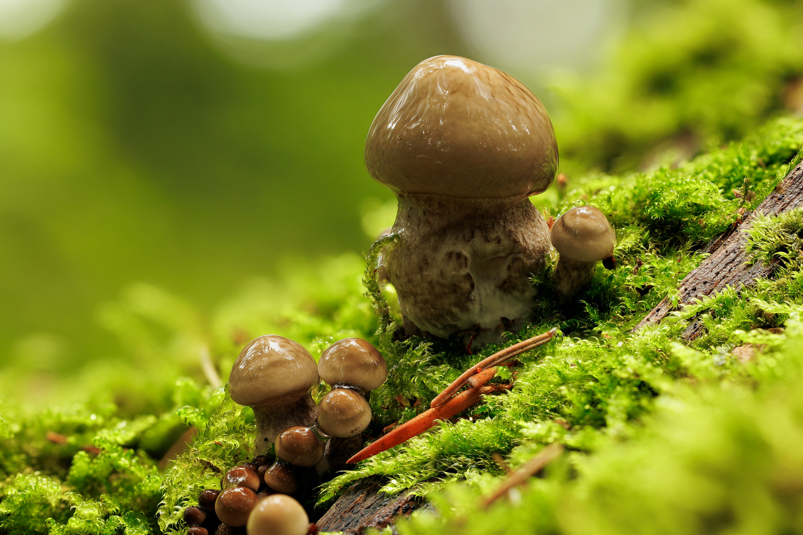 Buchenschleimrübling im Wald Foto & Bild | pflanzen, pilze & flechten, landschaft, pilze ...