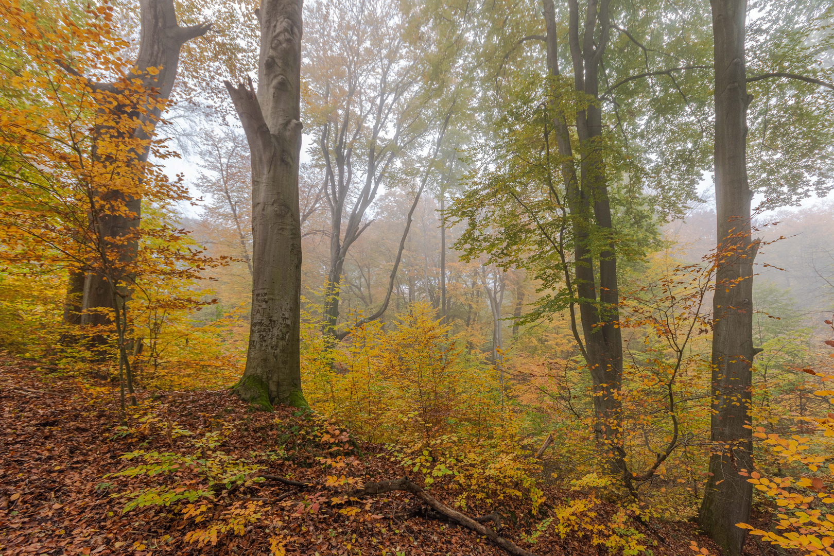 Buchenwald Foto & Bild | jahreszeiten, herbst, landschaft Bilder auf ...