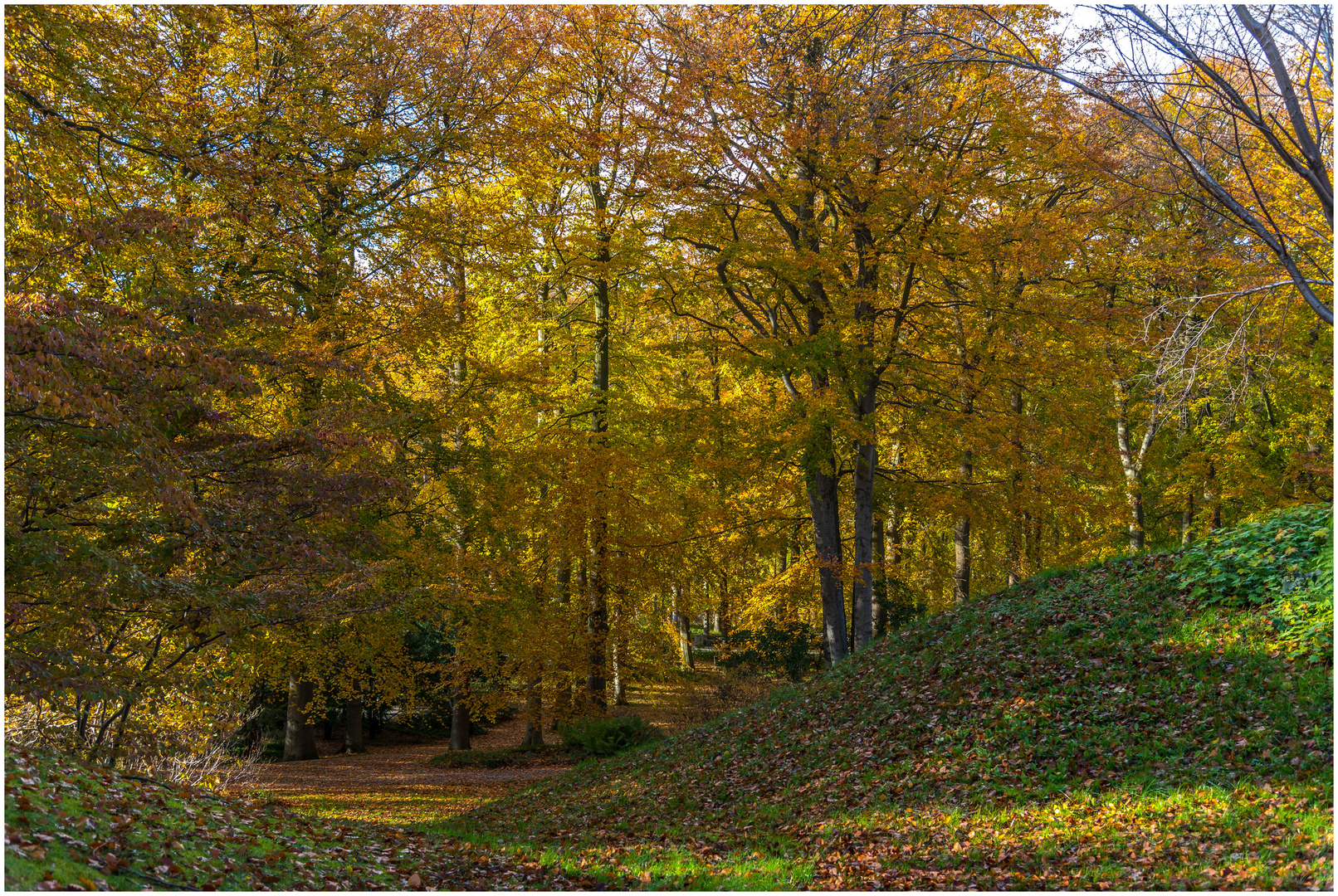 Buchenwald Foto & Bild | world, jahreszeit, natur Bilder auf fotocommunity