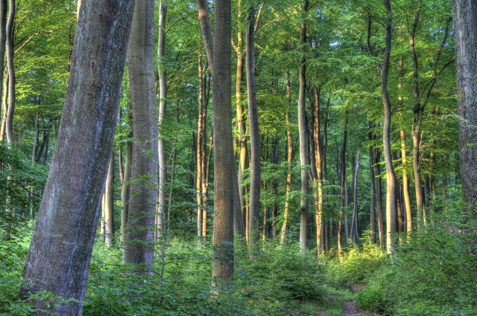 Buchenwald Foto & Bild | landschaft, wald, motive Bilder auf fotocommunity