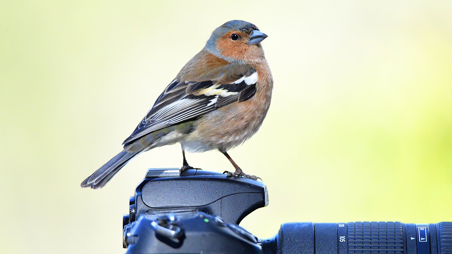 Buchfink Foto & Bild | tiere, wildlife, wild lebende vögel Bilder auf ...