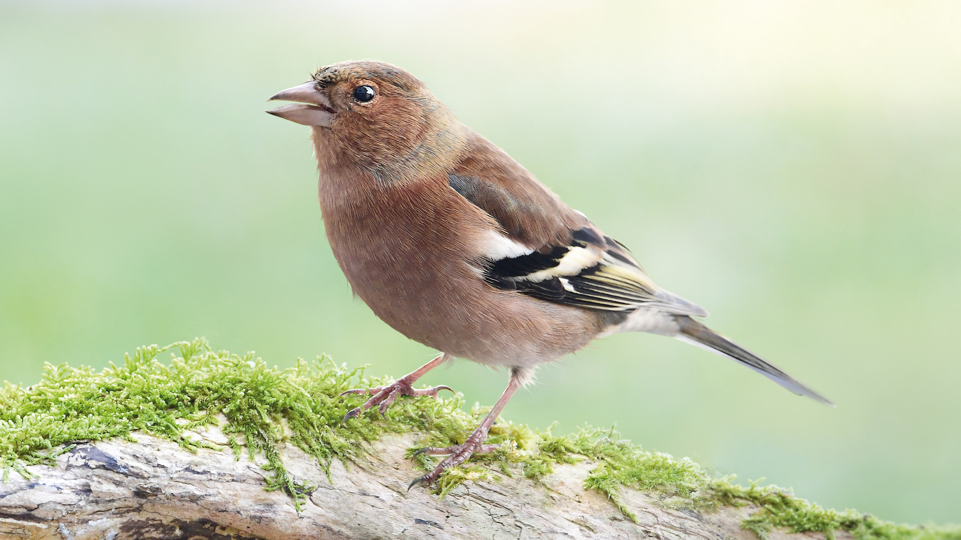 Buchfink Foto & Bild | tiere, wildlife, wild lebende vögel Bilder auf ...