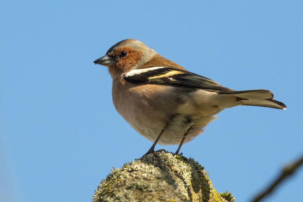 Buchfink Foto & Bild | deutschland, europe, brandenburg Bilder auf ...