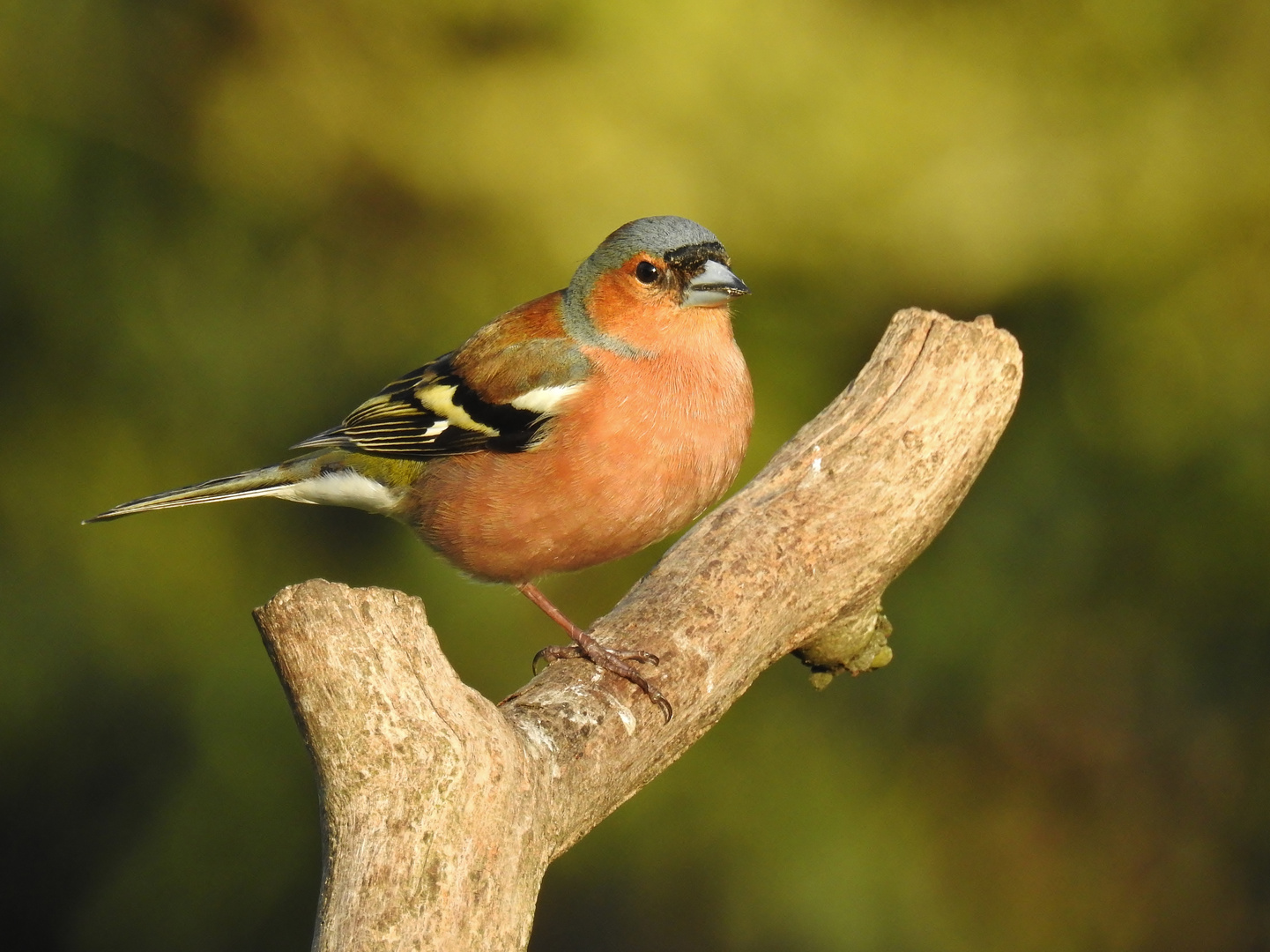Buchfink..... Foto & Bild | tiere, wildlife, wild lebende vögel Bilder ...