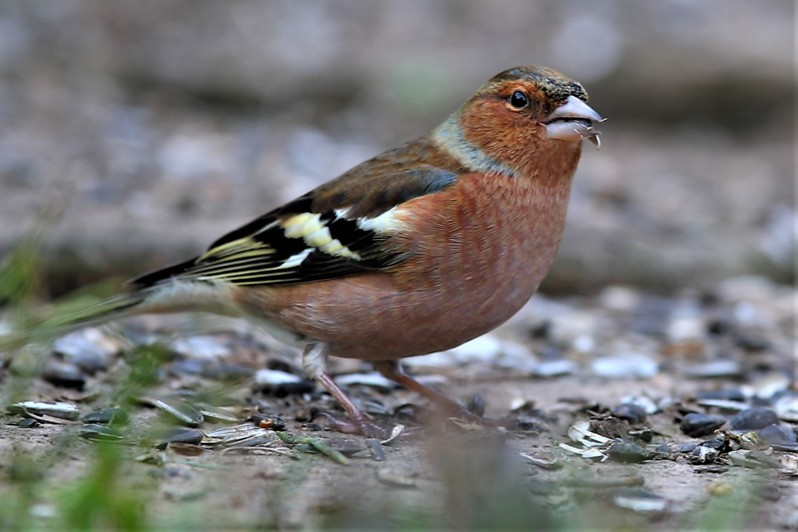 Buchfink Foto & Bild | tiere, wildlife, wild lebende vögel Bilder auf ...