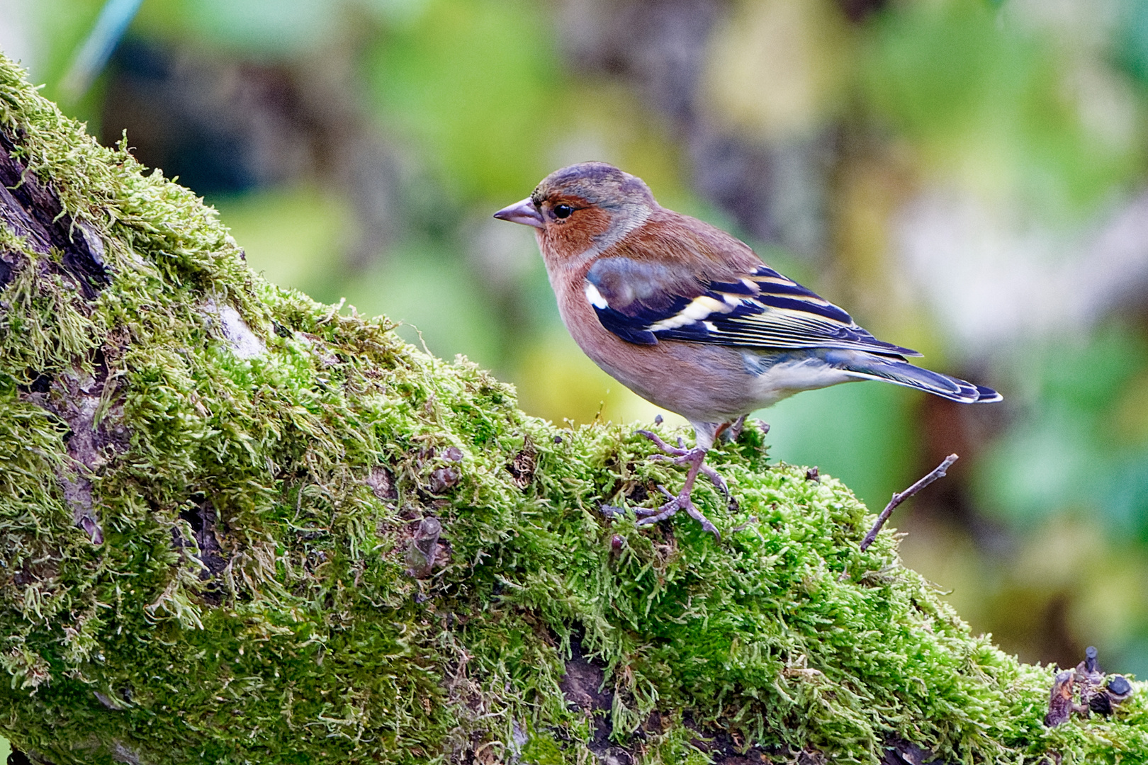 Buchfink Foto & Bild | tiere, wildlife, wild lebende vögel Bilder auf ...
