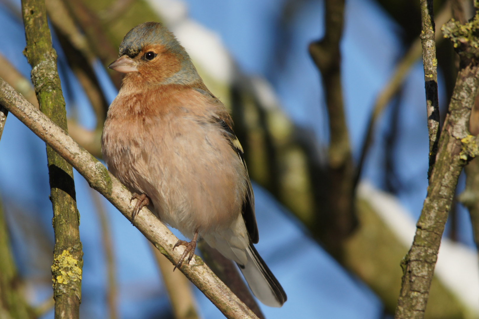 Buchfink Foto & Bild | tiere, wildlife, wild lebende vögel Bilder auf ...