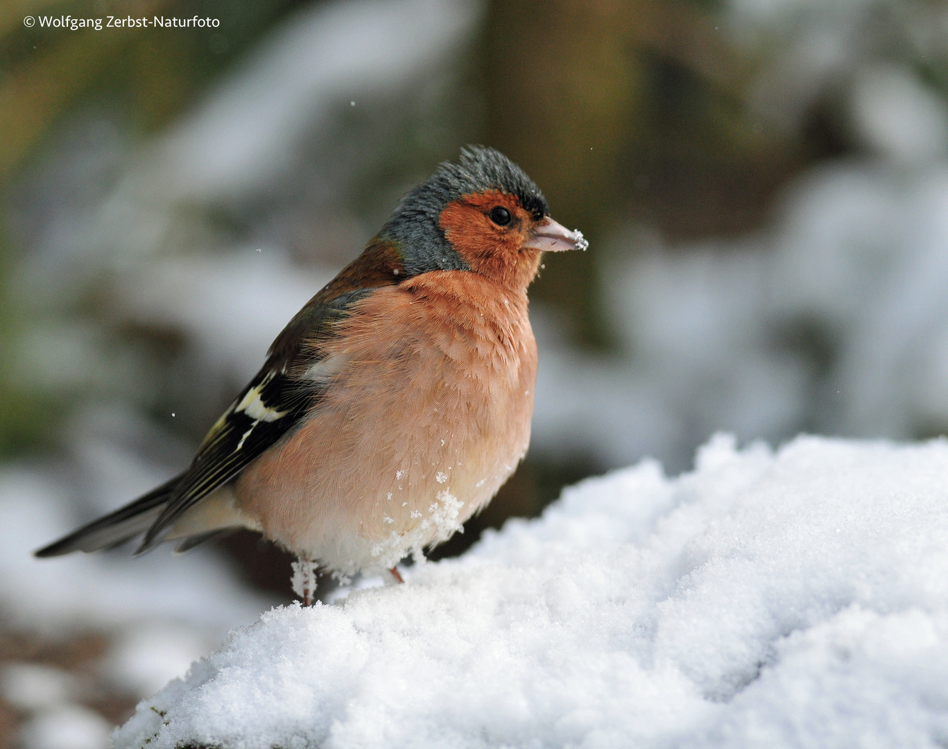 - Buchfink - Foto & Bild | fotos, natur, tiere Bilder auf fotocommunity