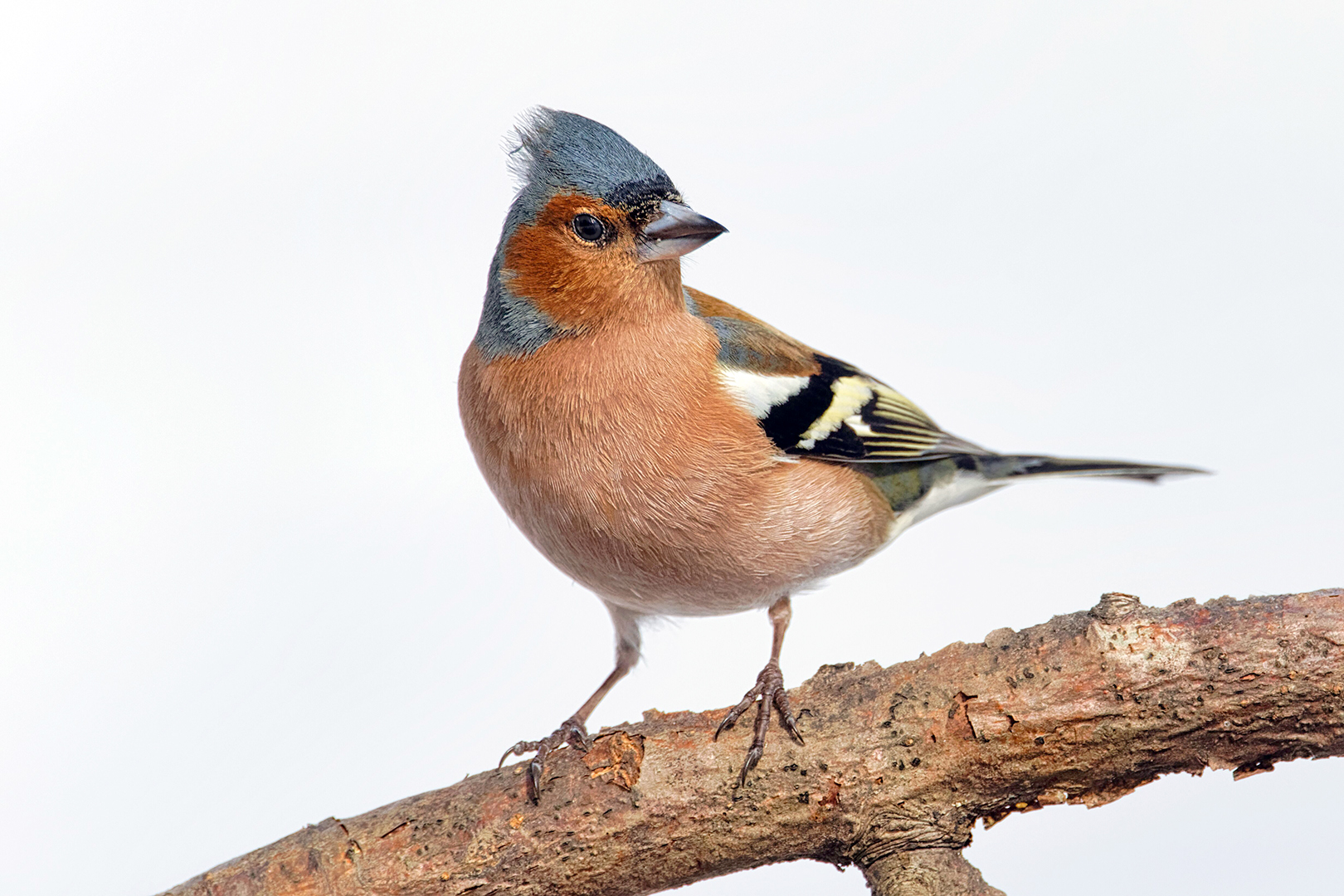 Buchfink Foto & Bild | tiere, wildlife, wild lebende vögel Bilder auf ...