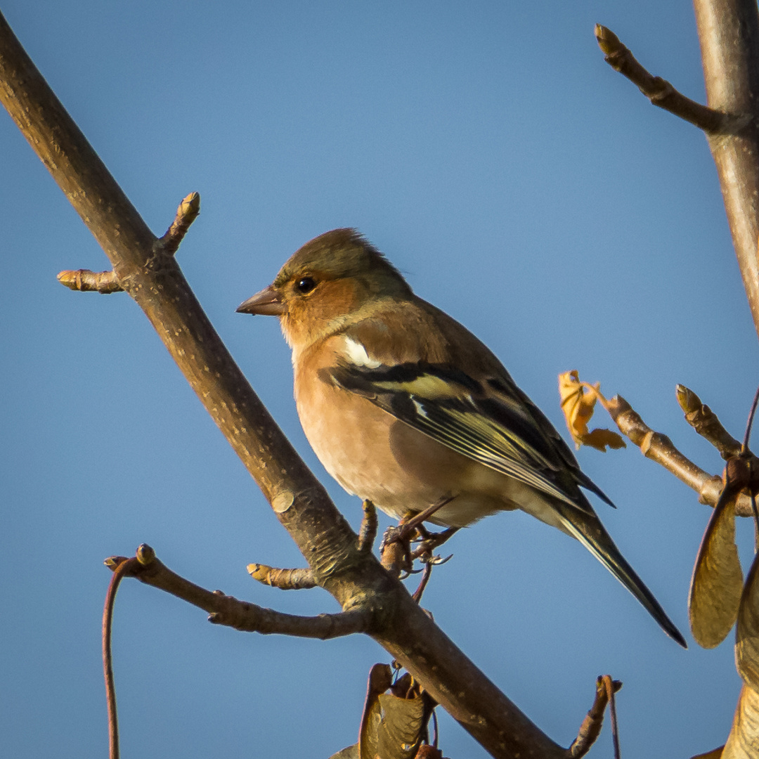 Buchfink Foto & Bild | tiere, wildlife, wild lebende vögel Bilder auf ...