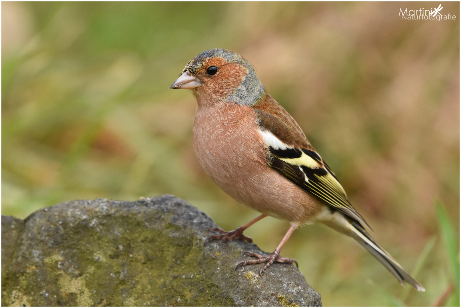 Buchfink Foto & Bild | tiere, wildlife, wild lebende vögel Bilder auf ...