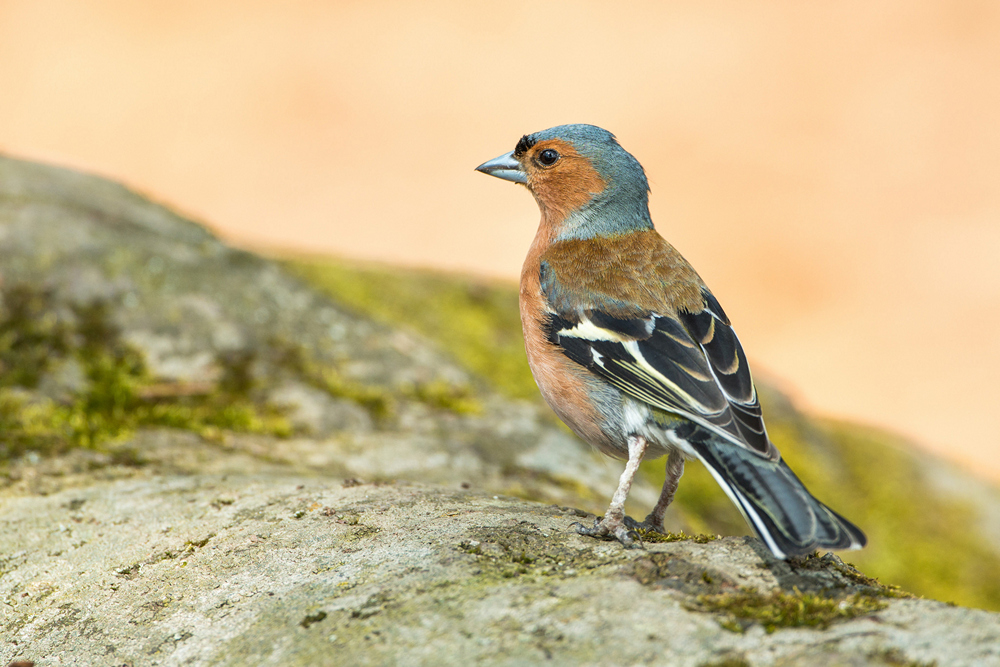Buchfink Foto & Bild | tiere, wildlife, wild lebende vögel Bilder auf ...