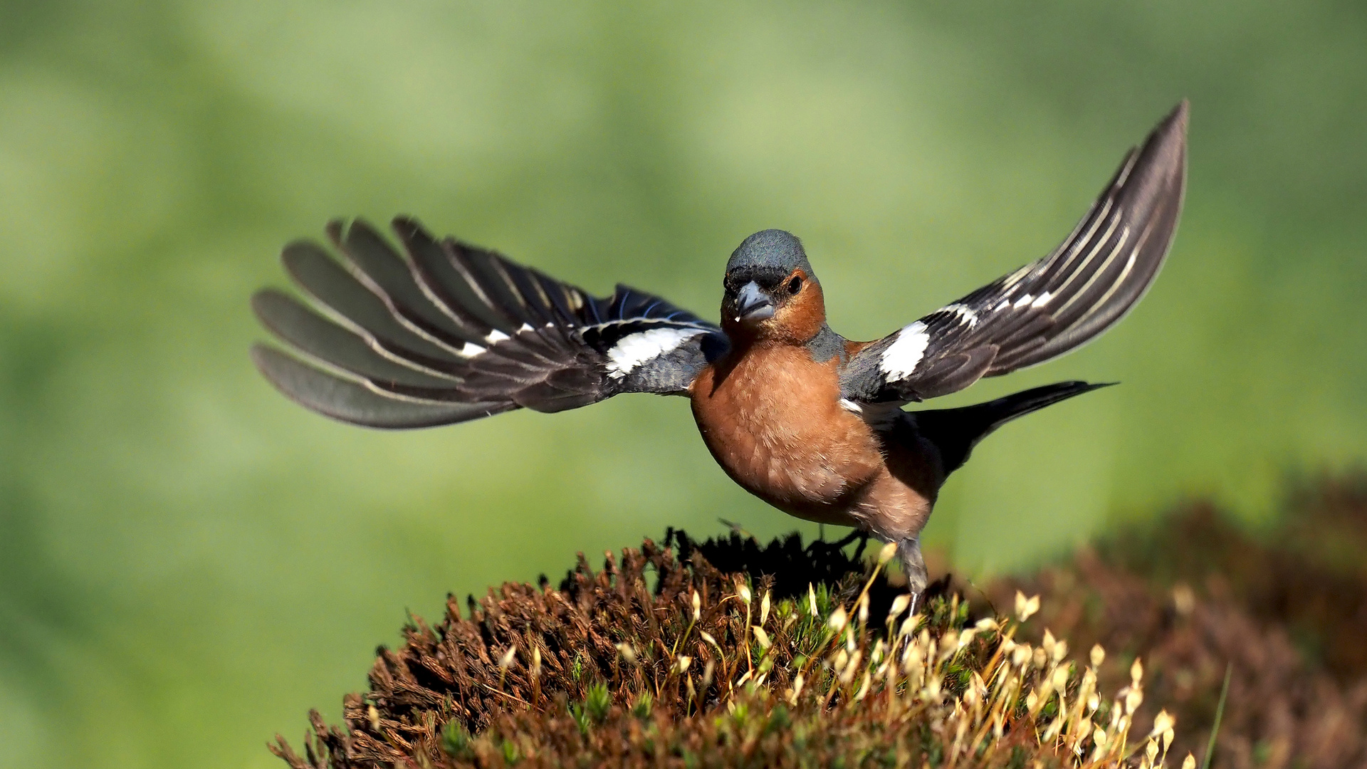 BUCHFINK ... Foto & Bild | tiere, wildlife, wild lebende vögel Bilder ...