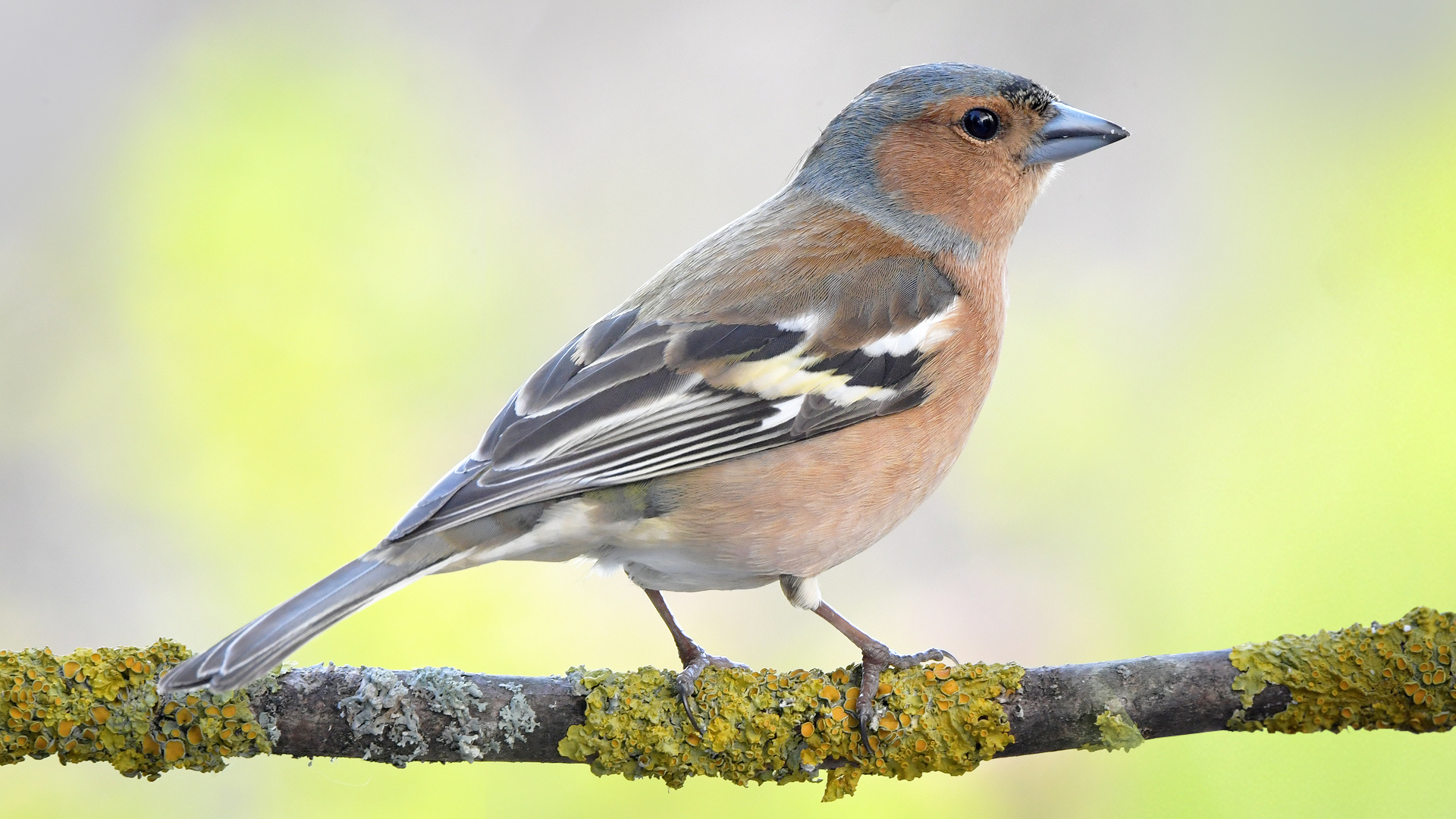 Buchfink Foto & Bild | tiere, wildlife, wild lebende vögel Bilder auf ...