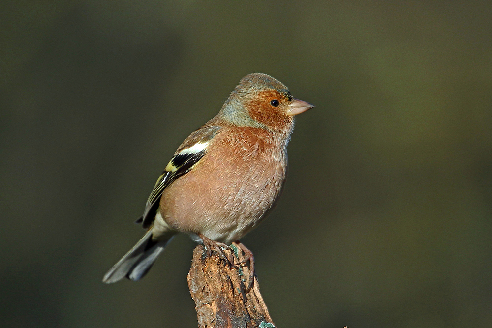 Buchfink Foto & Bild | singvögel, natur, vögel Bilder auf fotocommunity
