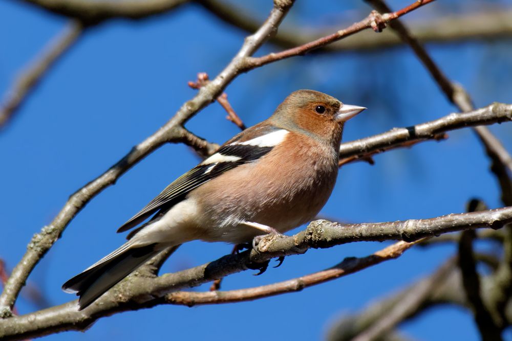 Buchfink Foto & Bild | februar, natur, singvogel Bilder auf fotocommunity