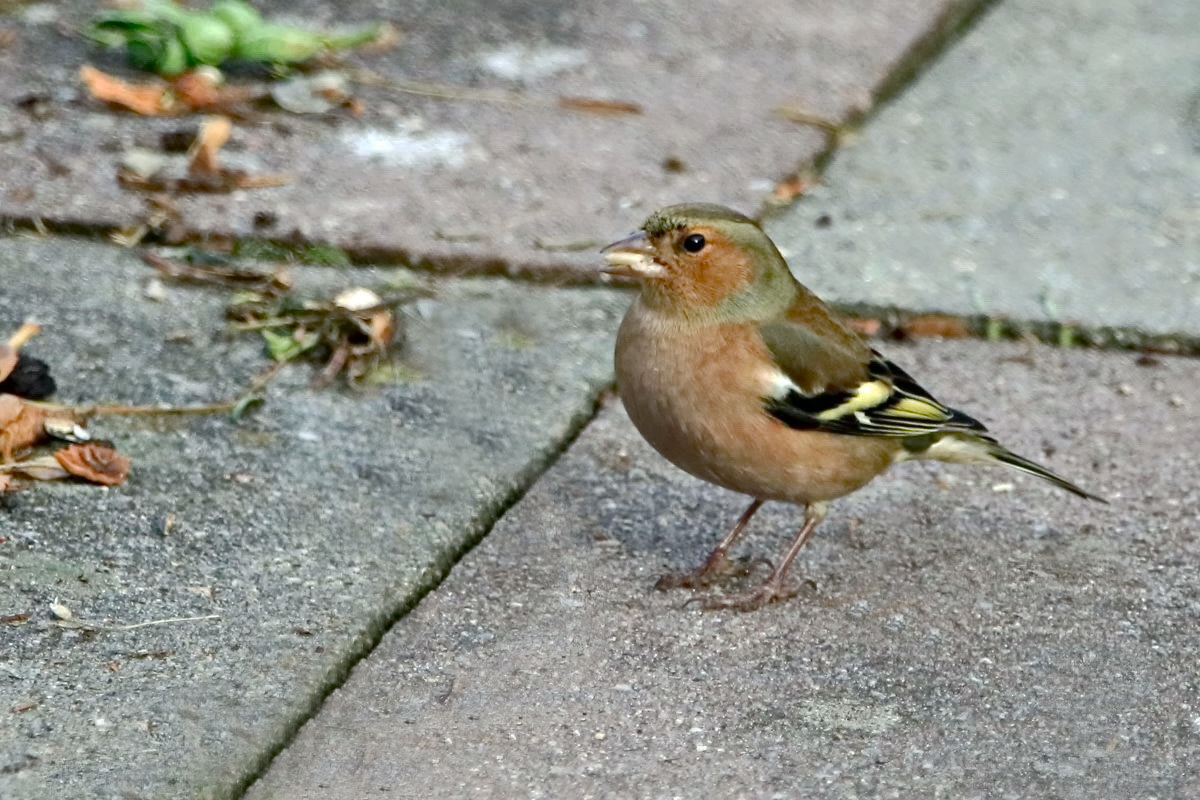 Buchfink Foto & Bild | fotos, natur, herbst Bilder auf fotocommunity