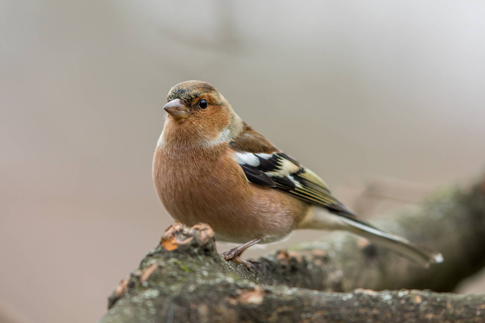 Buchfink Foto & Bild | tiere, wildlife, wild lebende vögel Bilder auf ...