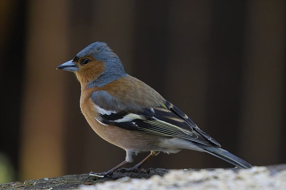 Buchfink Foto & Bild | tiere, wildlife, wild lebende vögel Bilder auf ...