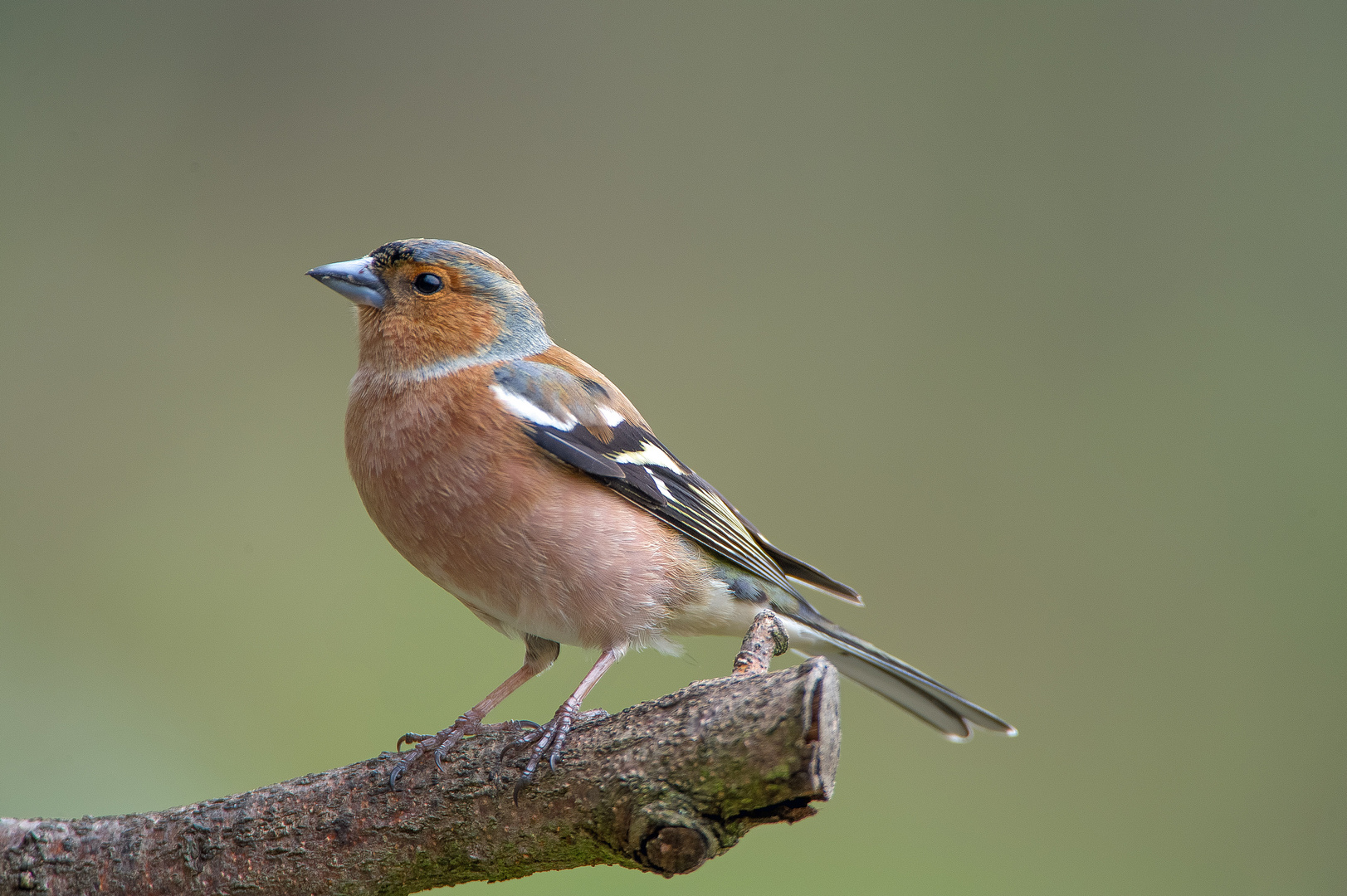 Buchfink Foto & Bild | fotos, world, natur Bilder auf fotocommunity