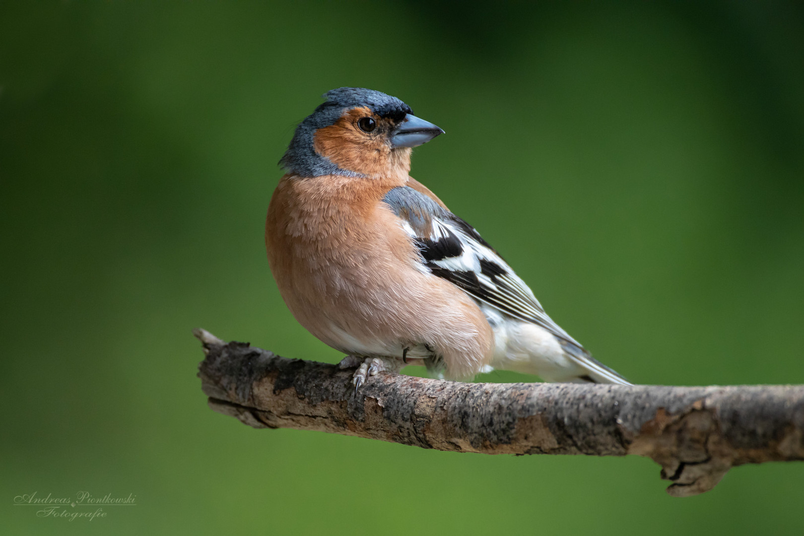 Buchfink Foto & Bild | tiere, wildlife, wild lebende vögel Bilder auf ...