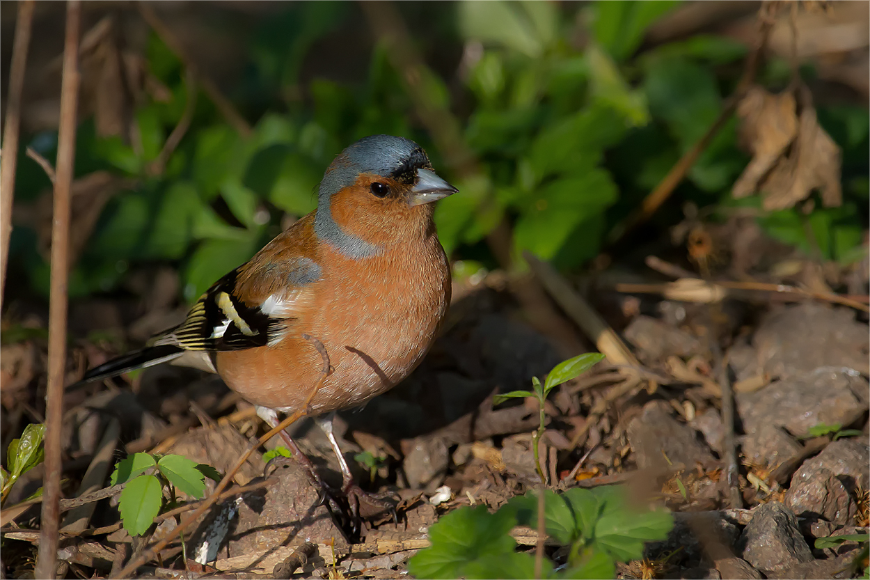 Buchfink Foto & Bild | tiere, wildlife, wild lebende vögel Bilder auf ...