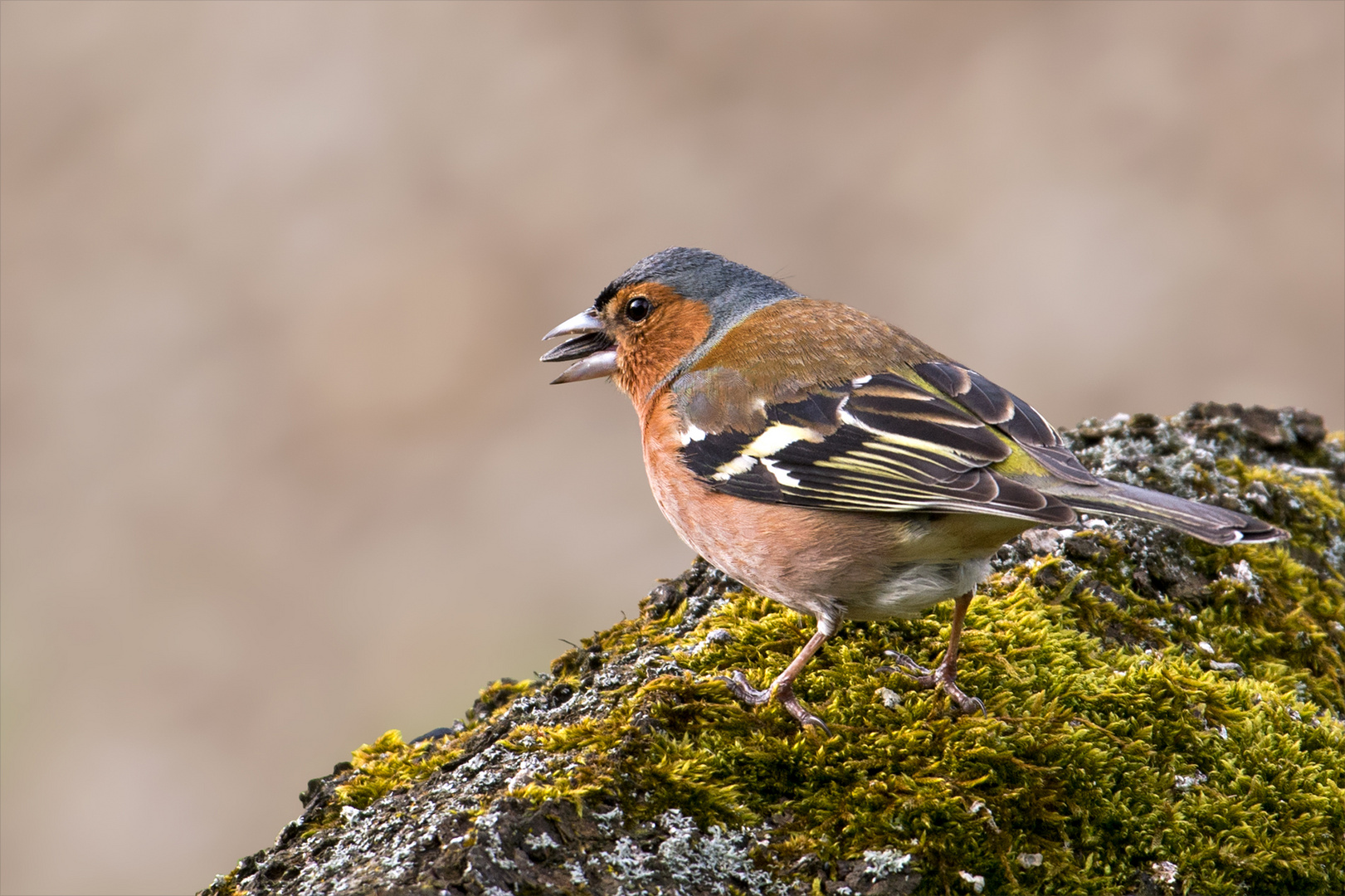 Buchfink Foto & Bild | natur, männchen, tiere Bilder auf fotocommunity