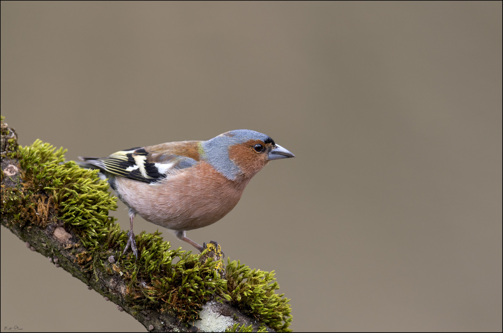 Buchfink Foto & Bild | tiere, wildlife, wild lebende vögel Bilder auf ...