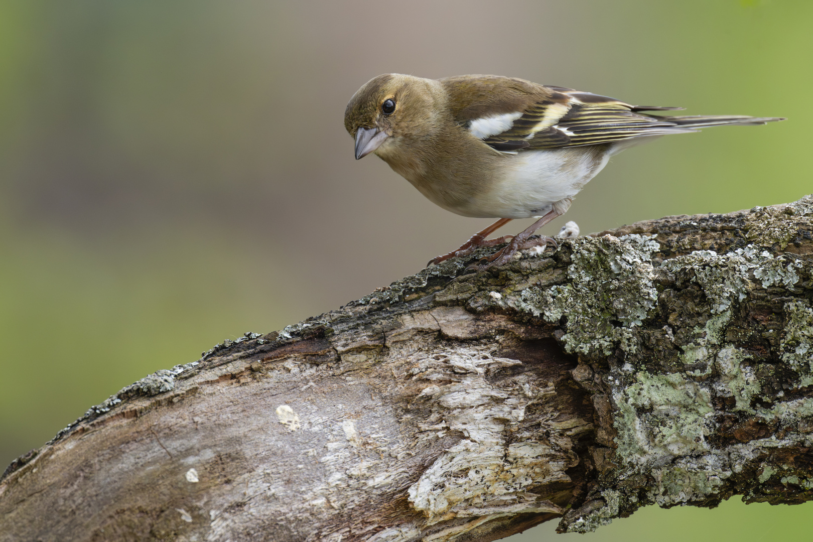 Buchfink Foto & Bild | tiere, wildlife, natur Bilder auf fotocommunity
