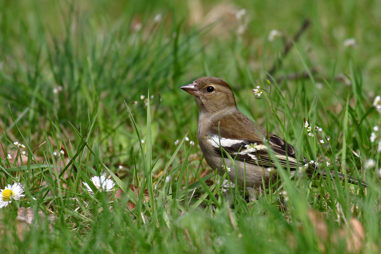 Buchfink Foto & Bild | tiere, wildlife, wild lebende vögel Bilder auf ...