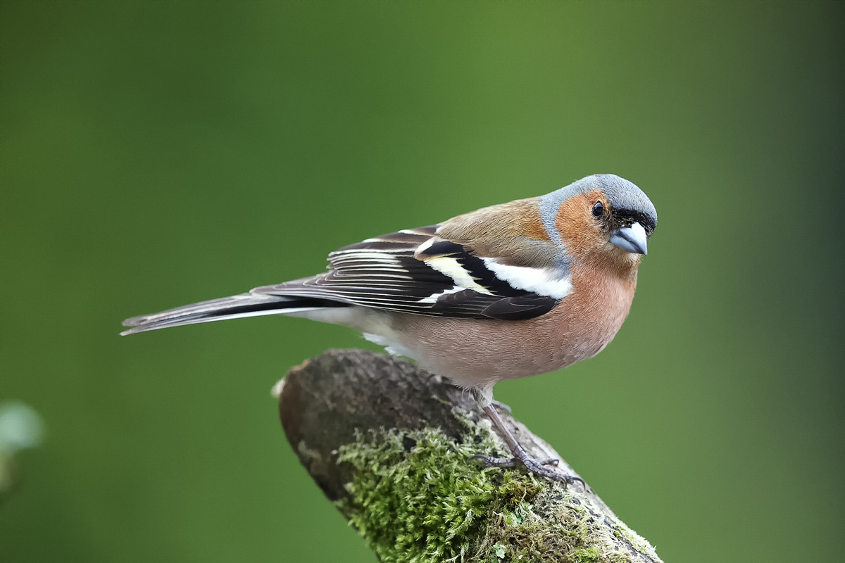 Buchfink Foto & Bild | tiere, wildlife, wild lebende vögel Bilder auf ...