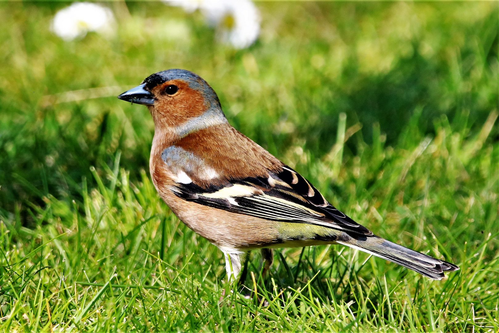 Buchfink Foto & Bild | tiere, wildlife, wild lebende vögel Bilder auf ...