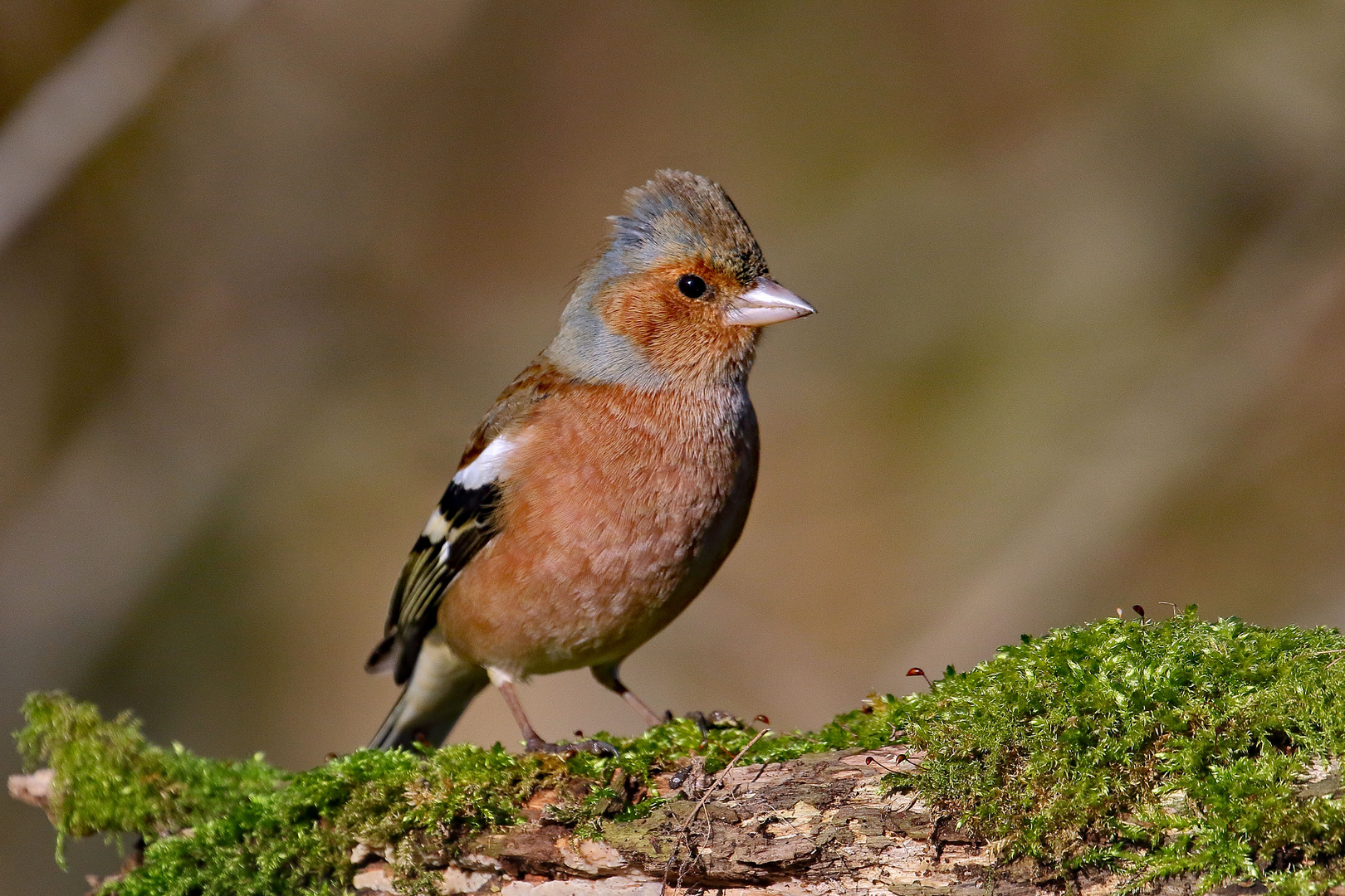 Buchfink Foto & Bild | natur, vögel, wildlife Bilder auf fotocommunity