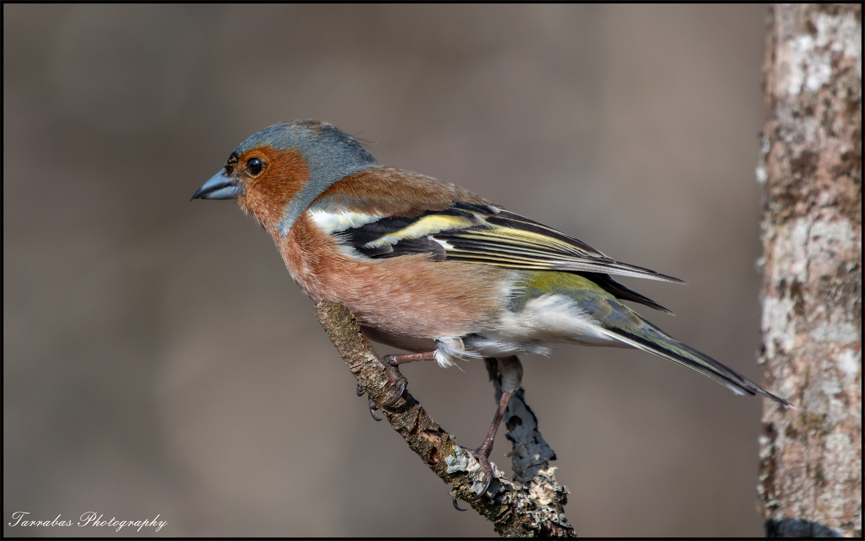 Buchfink Foto & Bild | tiere, wildlife, frühling Bilder auf fotocommunity